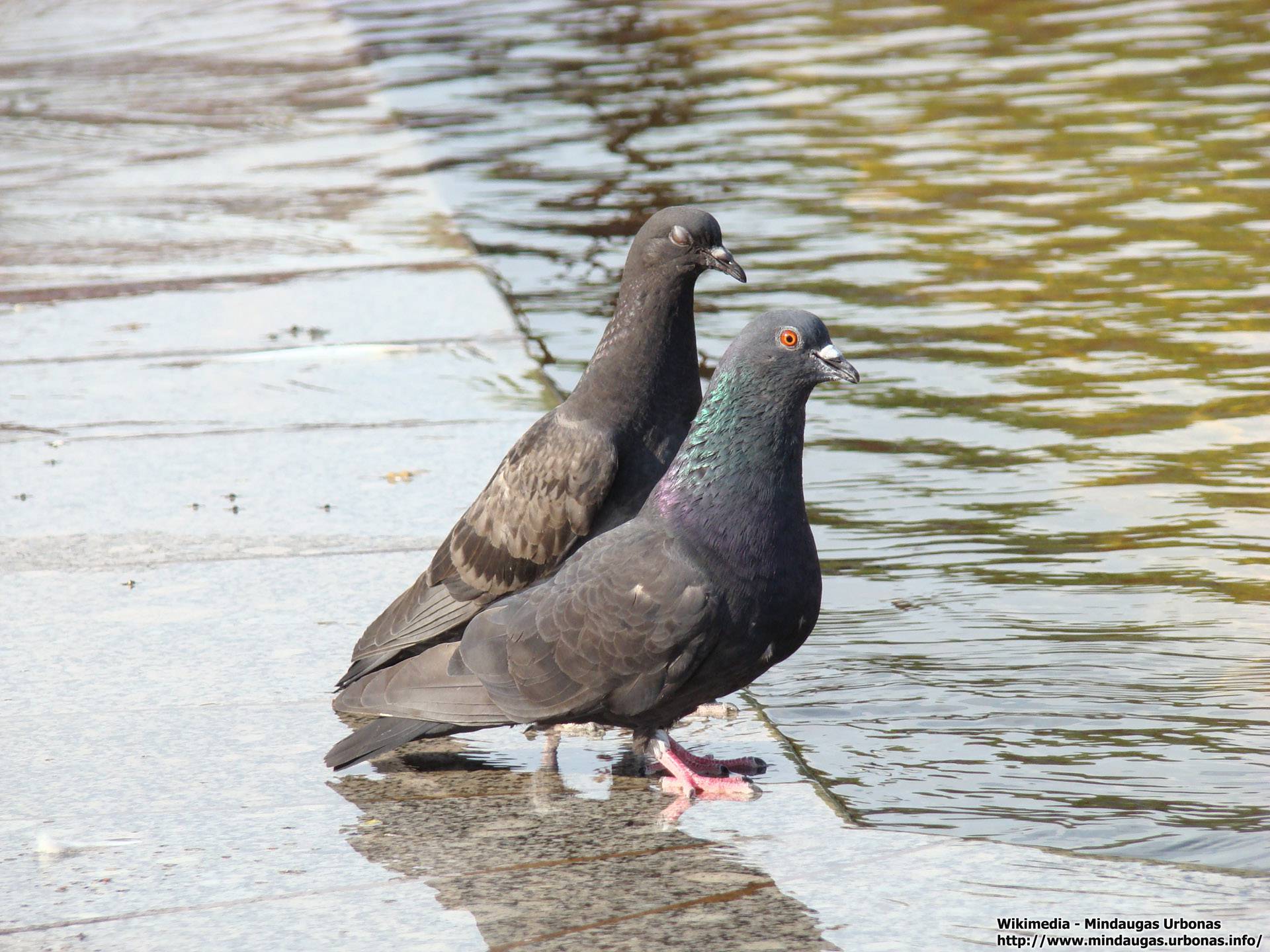 Columba livia Gmelin, JF, 1789 | Azorean Biodiversity Portal