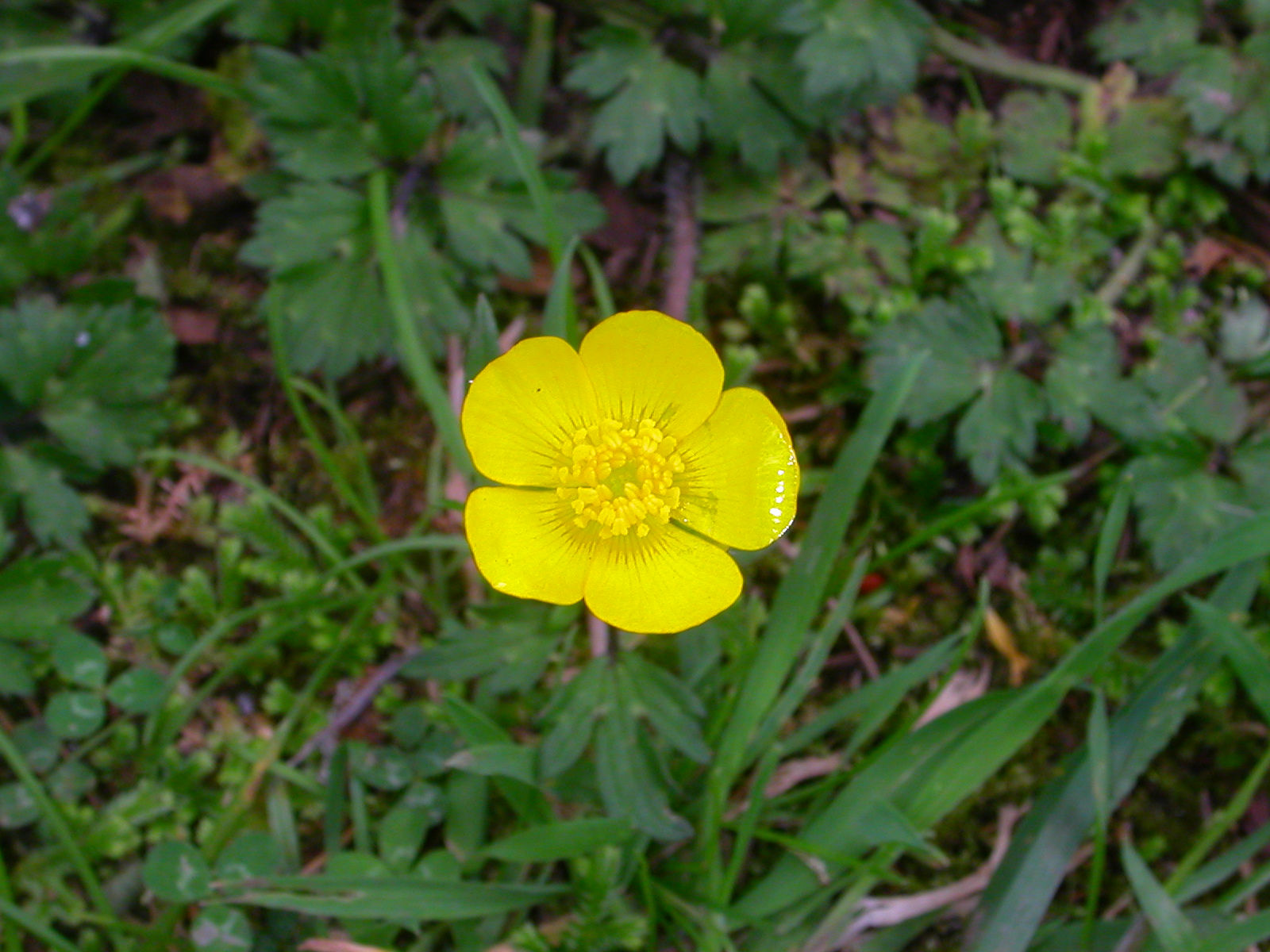 Ranunculus repens L. | Azorean Biodiversity Portal