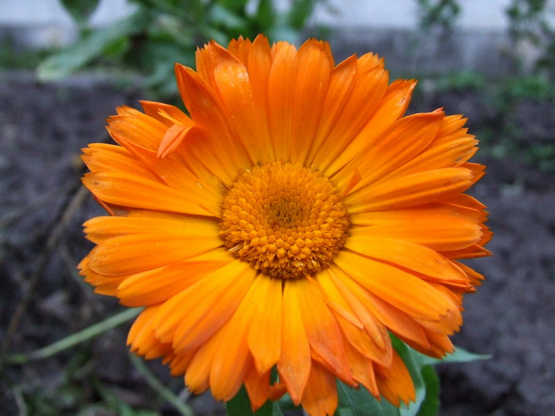Calendula officinalis L. | Azorean Biodiversity Portal