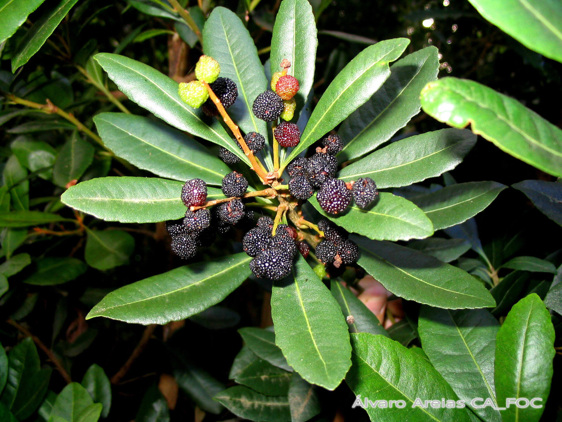 Morella faya (Aiton) Wilbur | Azorean Biodiversity Portal