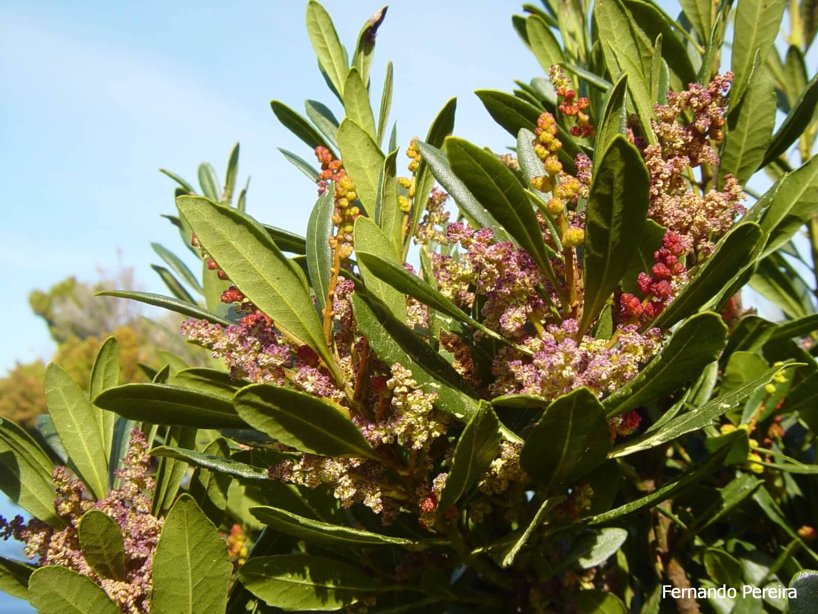 Morella faya (Aiton) Wilbur | Azorean Biodiversity Portal