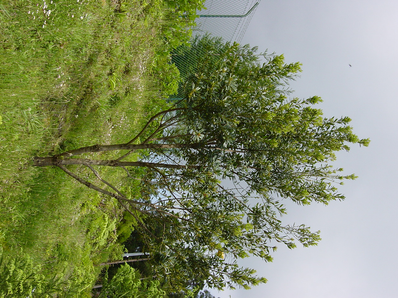 Morella faya (Aiton) Wilbur | Azorean Biodiversity Portal