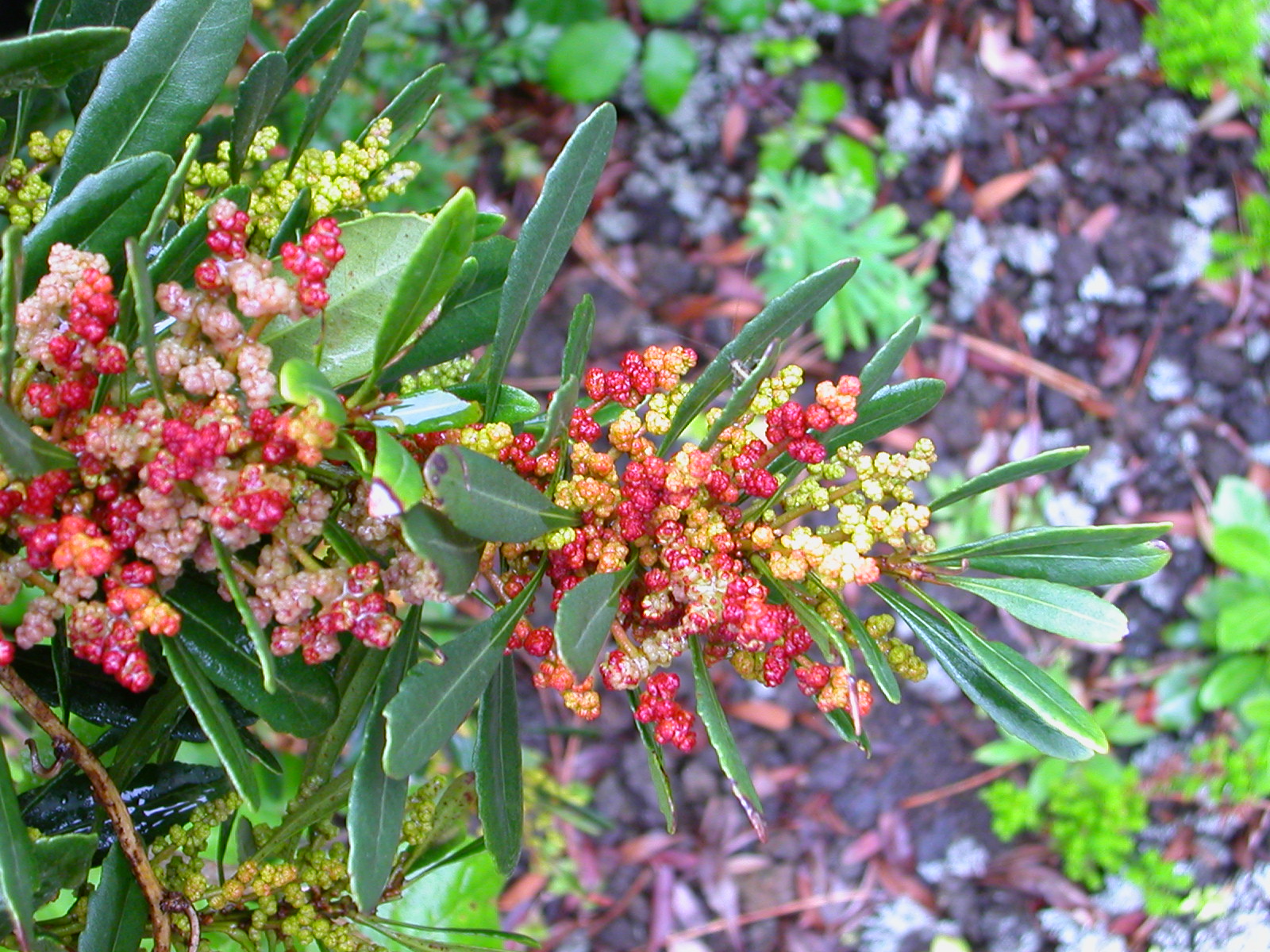 Morella faya (Aiton) Wilbur | Azorean Biodiversity Portal