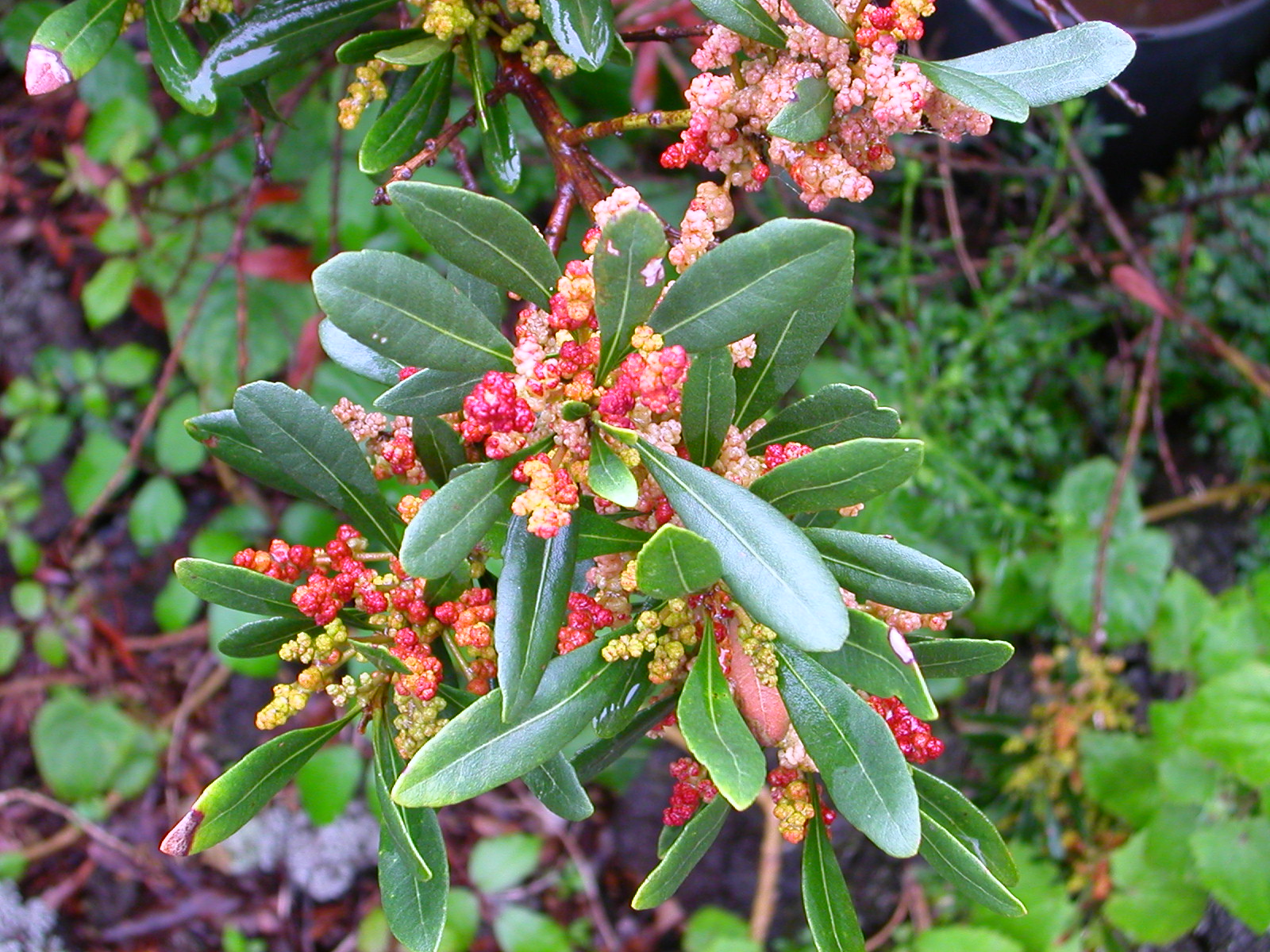 Morella faya (Aiton) Wilbur | Azorean Biodiversity Portal