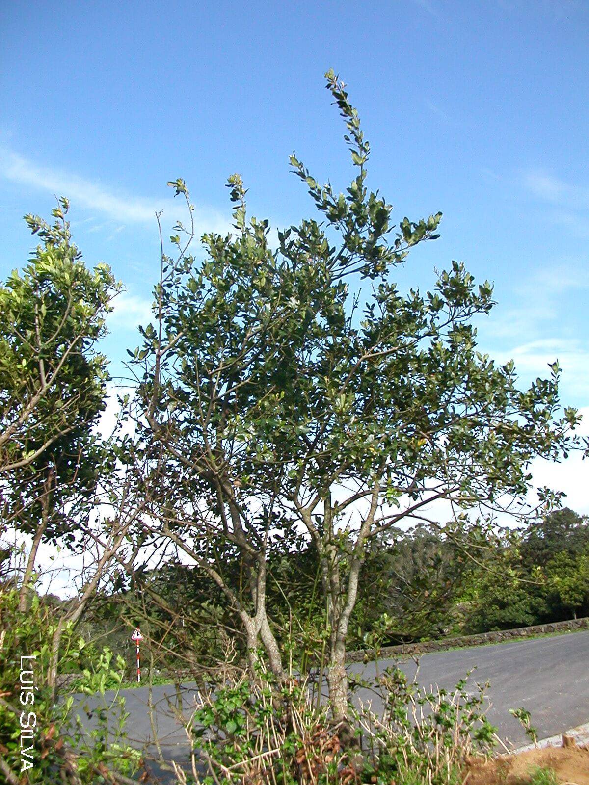 Laurus nobilis L. | Azorean Biodiversity Portal