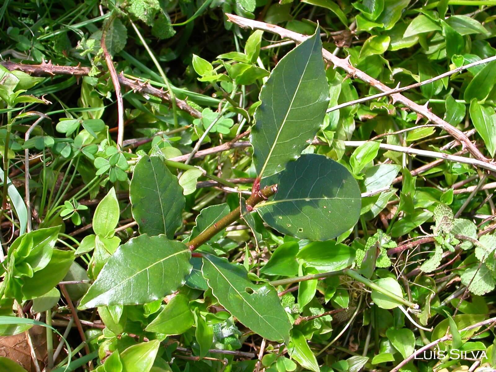 Laurus nobilis L. | Azorean Biodiversity Portal