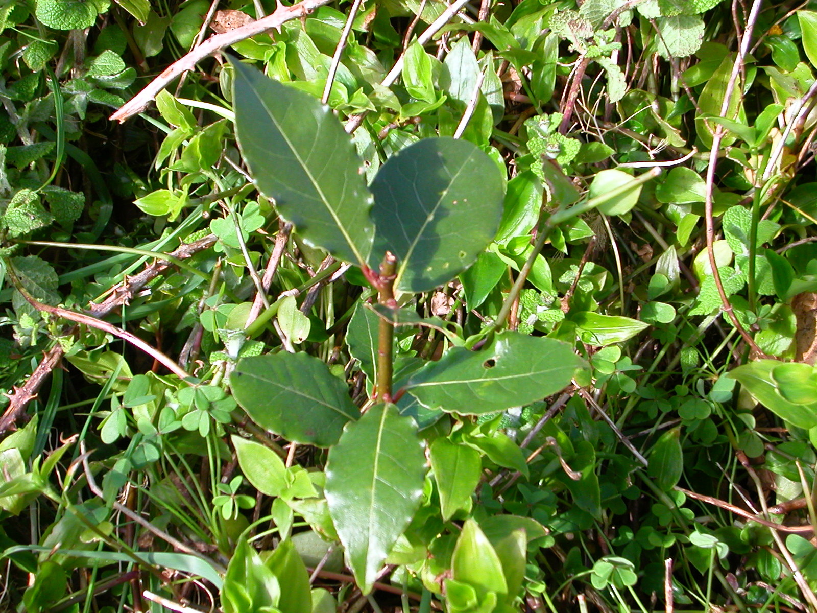 Laurus nobilis L. | Azorean Biodiversity Portal