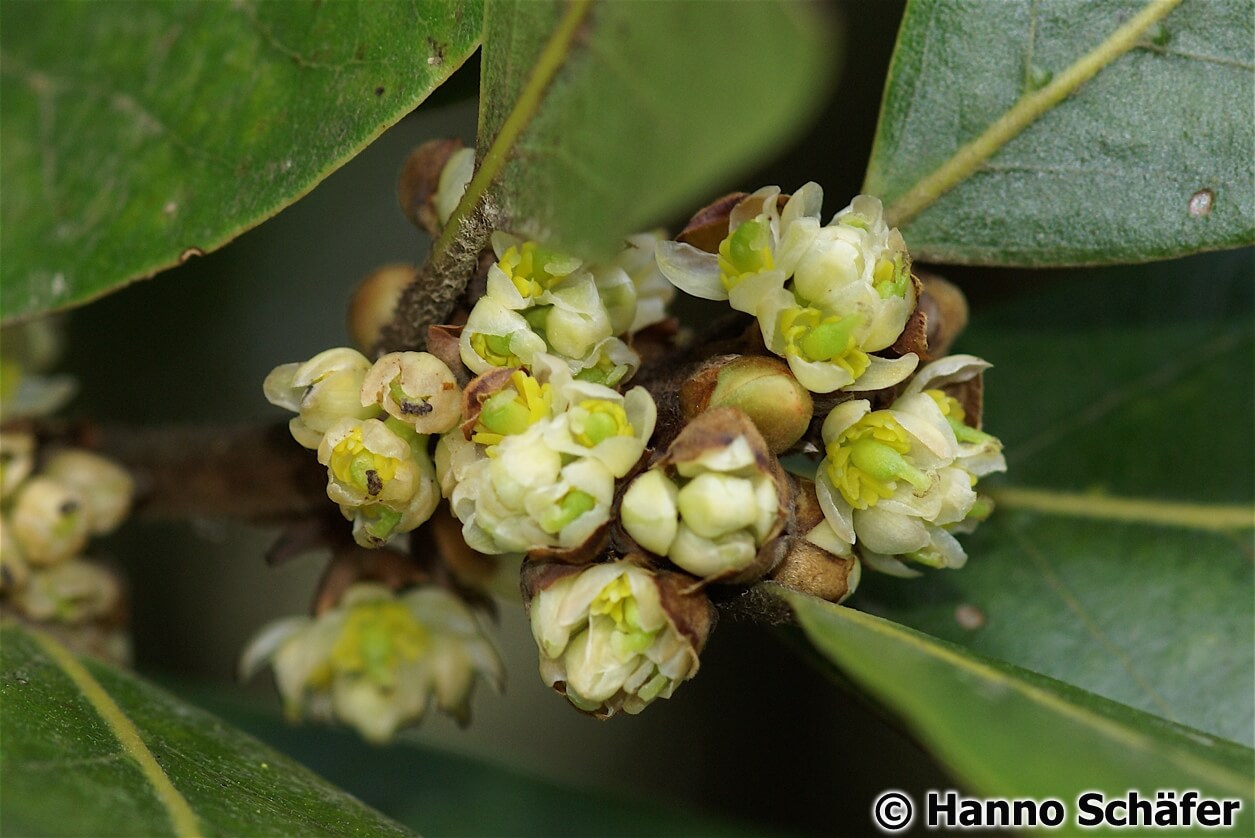 Laurus azorica (Seub.) Franco | Azorean Biodiversity Portal