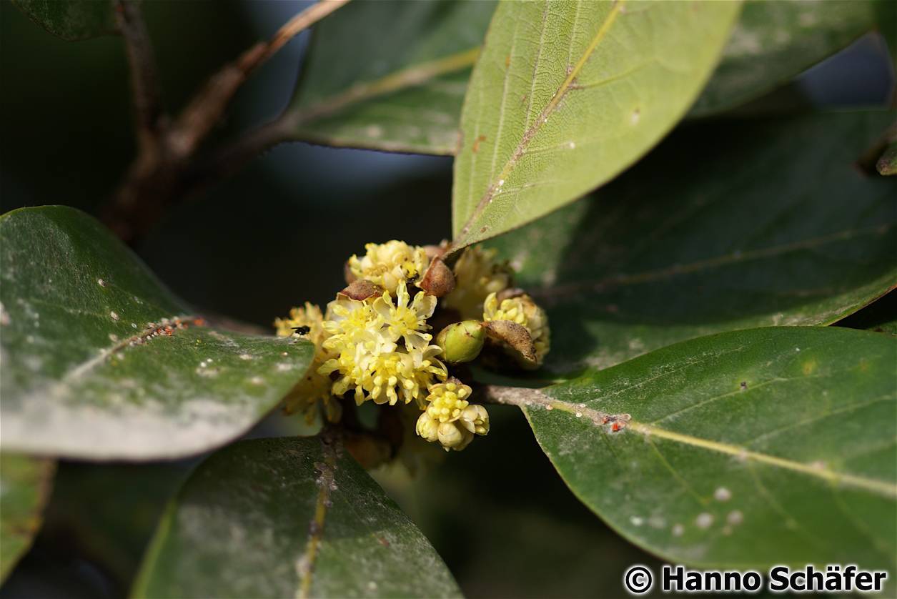 Laurus azorica (Seub.) Franco | Azorean Biodiversity Portal