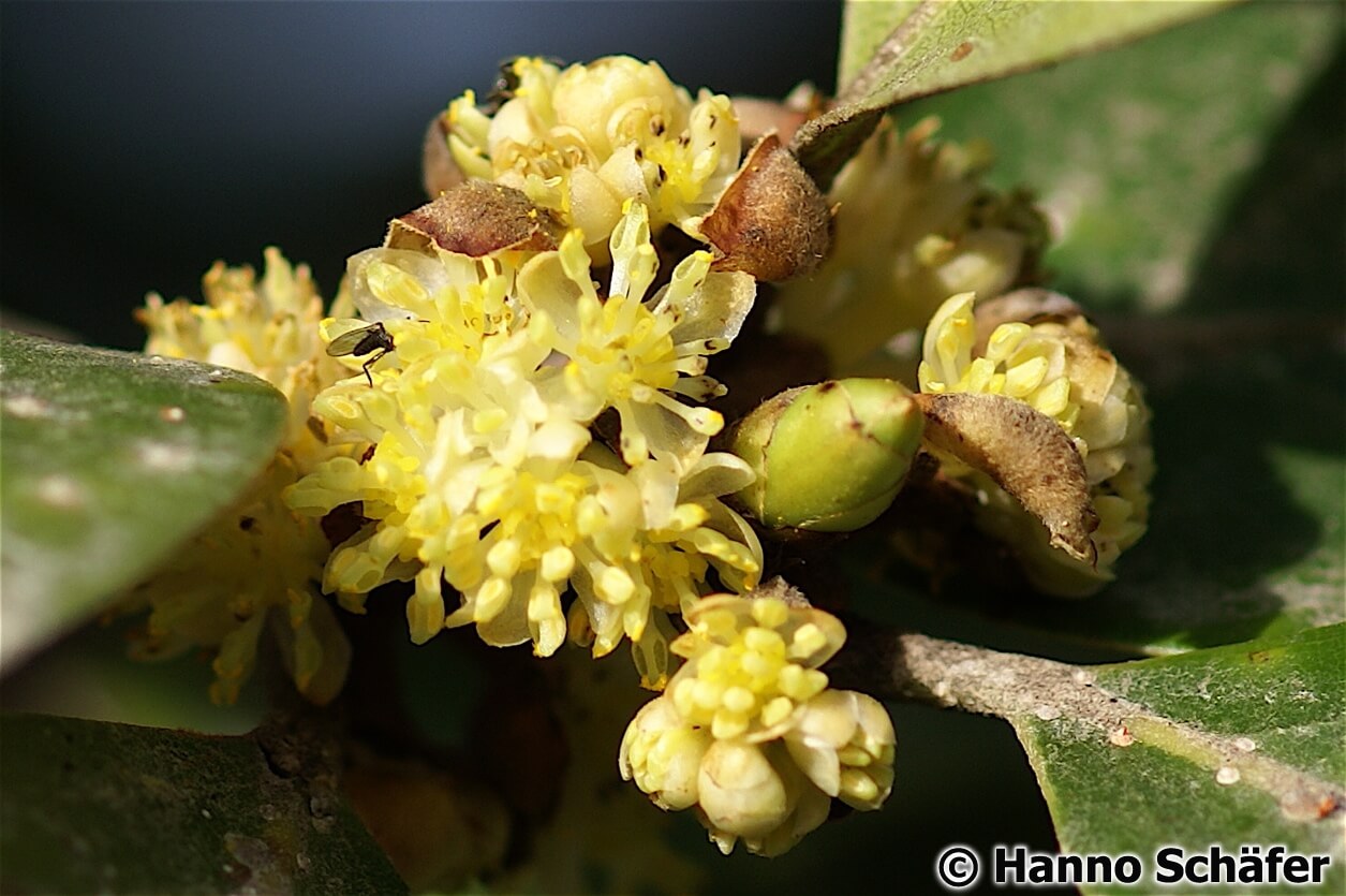 Laurus azorica (Seub.) Franco | Azorean Biodiversity Portal