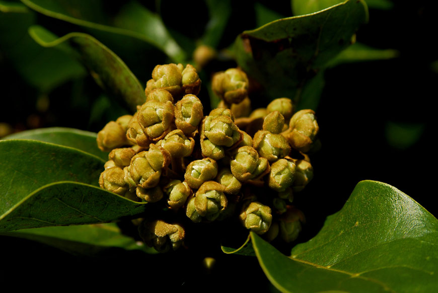Laurus azorica (Seub.) Franco | Azorean Biodiversity Portal