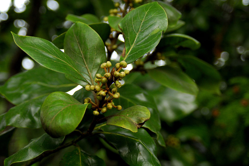 Azorean Species | Portal da Biodiversidade dos Açores