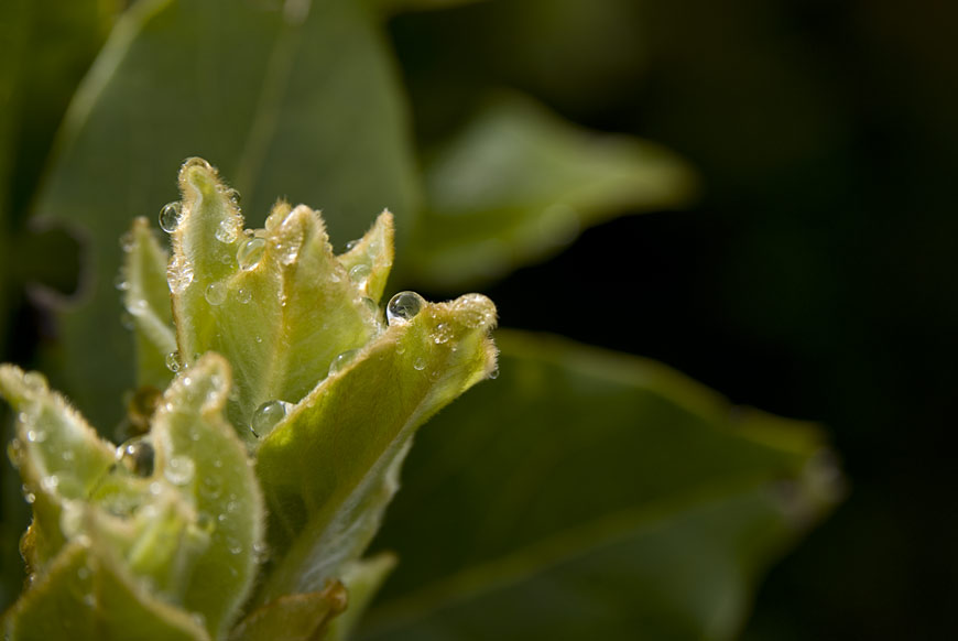 Laurus azorica (Seub.) Franco | Azorean Biodiversity Portal