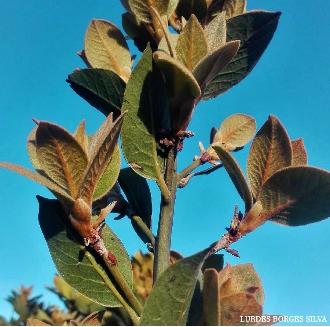 Laurus azorica (Seub.) Franco | Azorean Biodiversity Portal