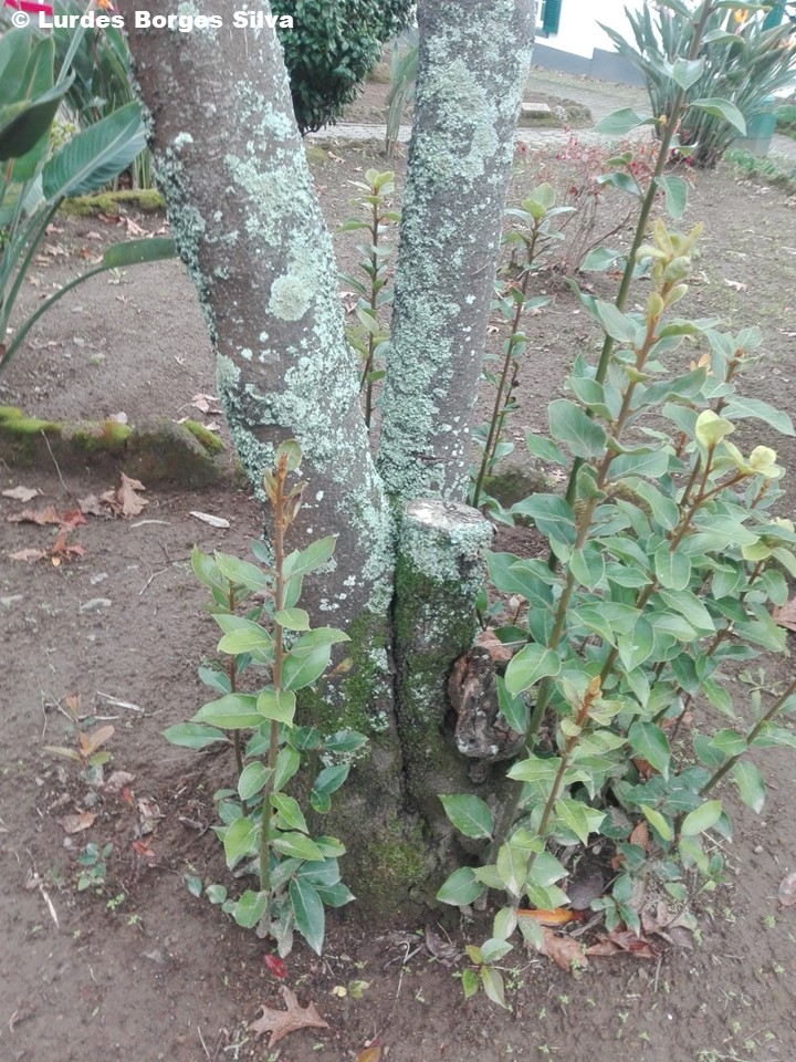 Laurus azorica (Seub.) Franco | Portal da Biodiversidade dos Açores
