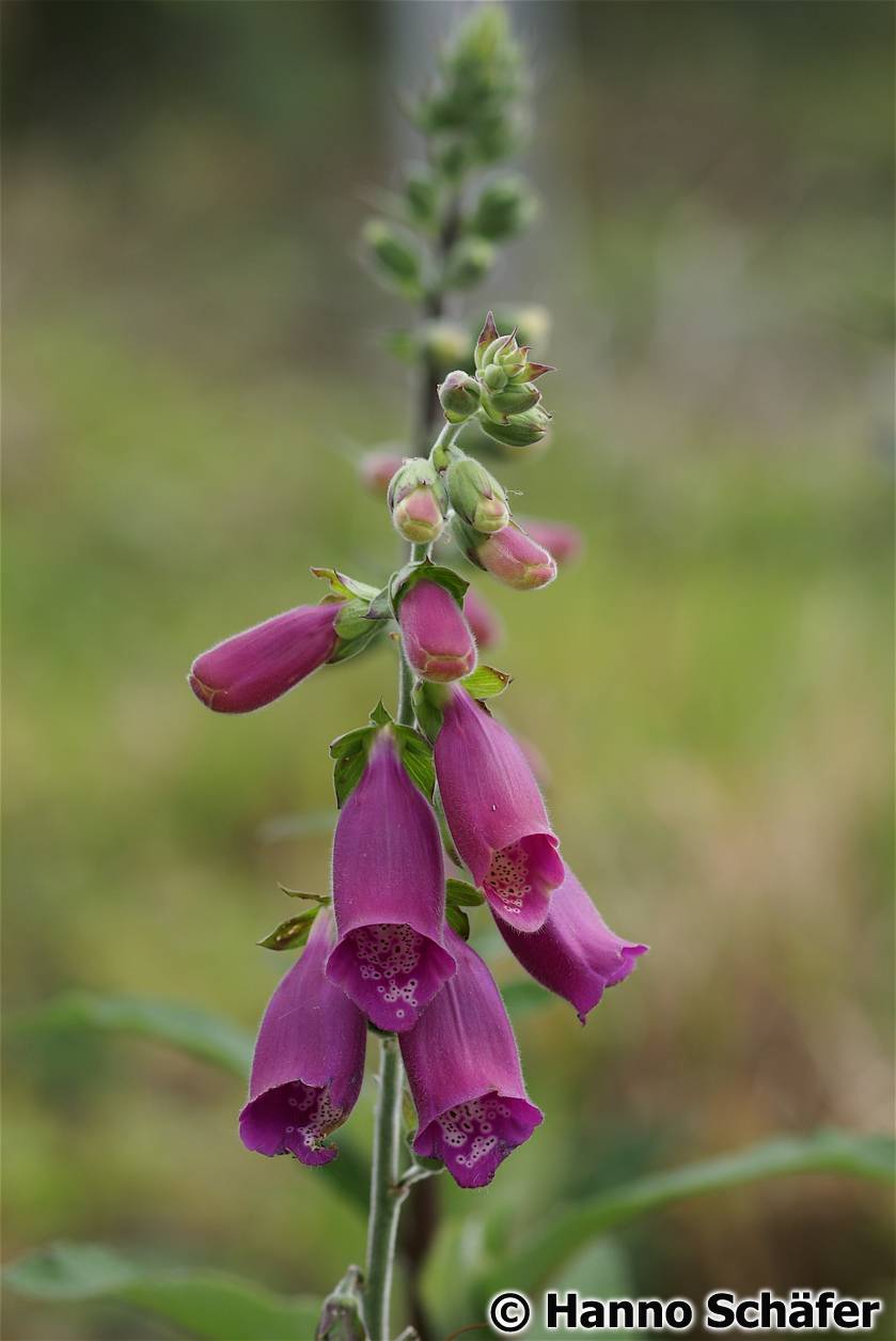 Digitalis purpurea L. | Azorean Biodiversity Portal