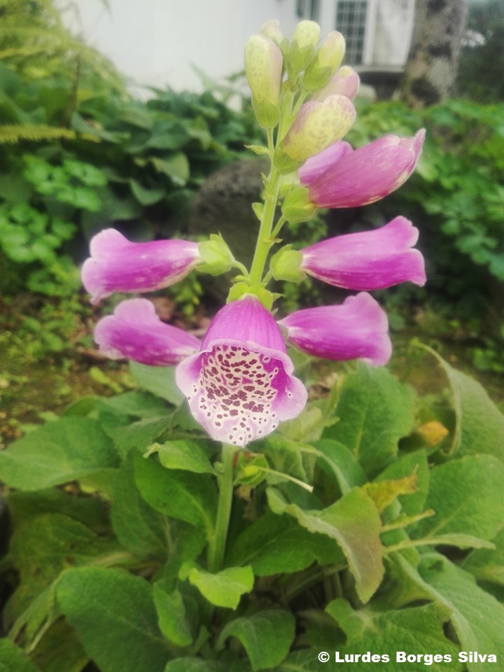 Digitalis purpurea L. | Azorean Biodiversity Portal
