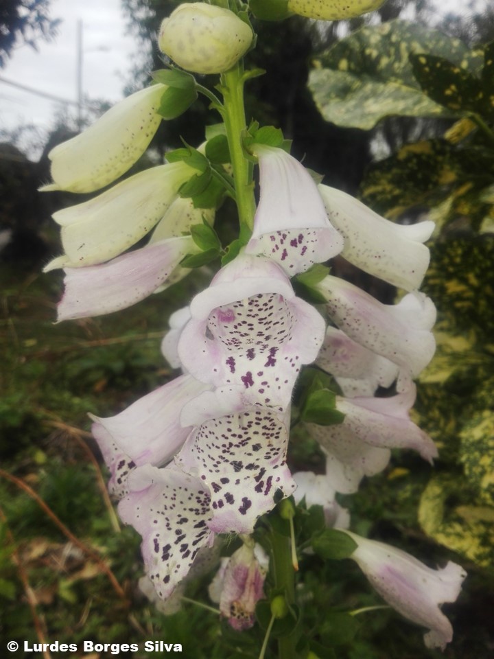 Digitalis purpurea L. | Azorean Biodiversity Portal
