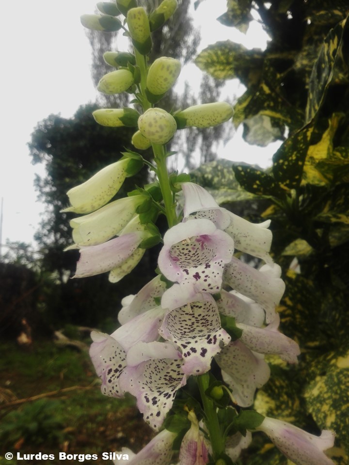 Digitalis purpurea L. | Azorean Biodiversity Portal