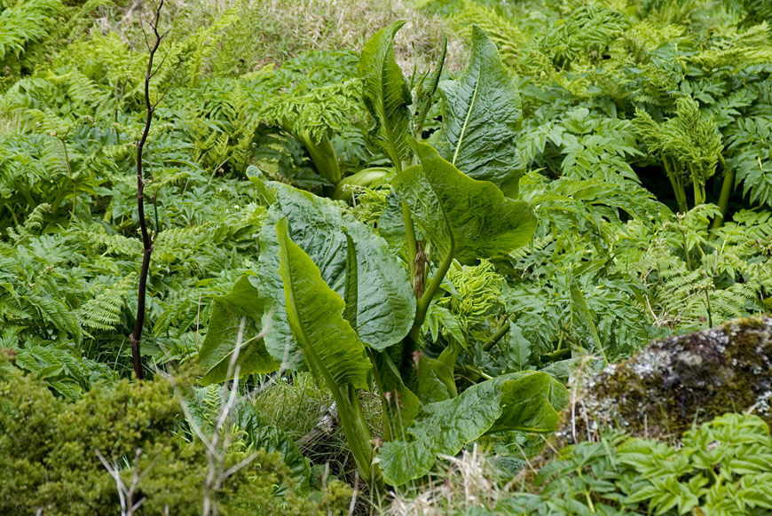 Rumex azoricus Rech.f. | Azorean Biodiversity Portal