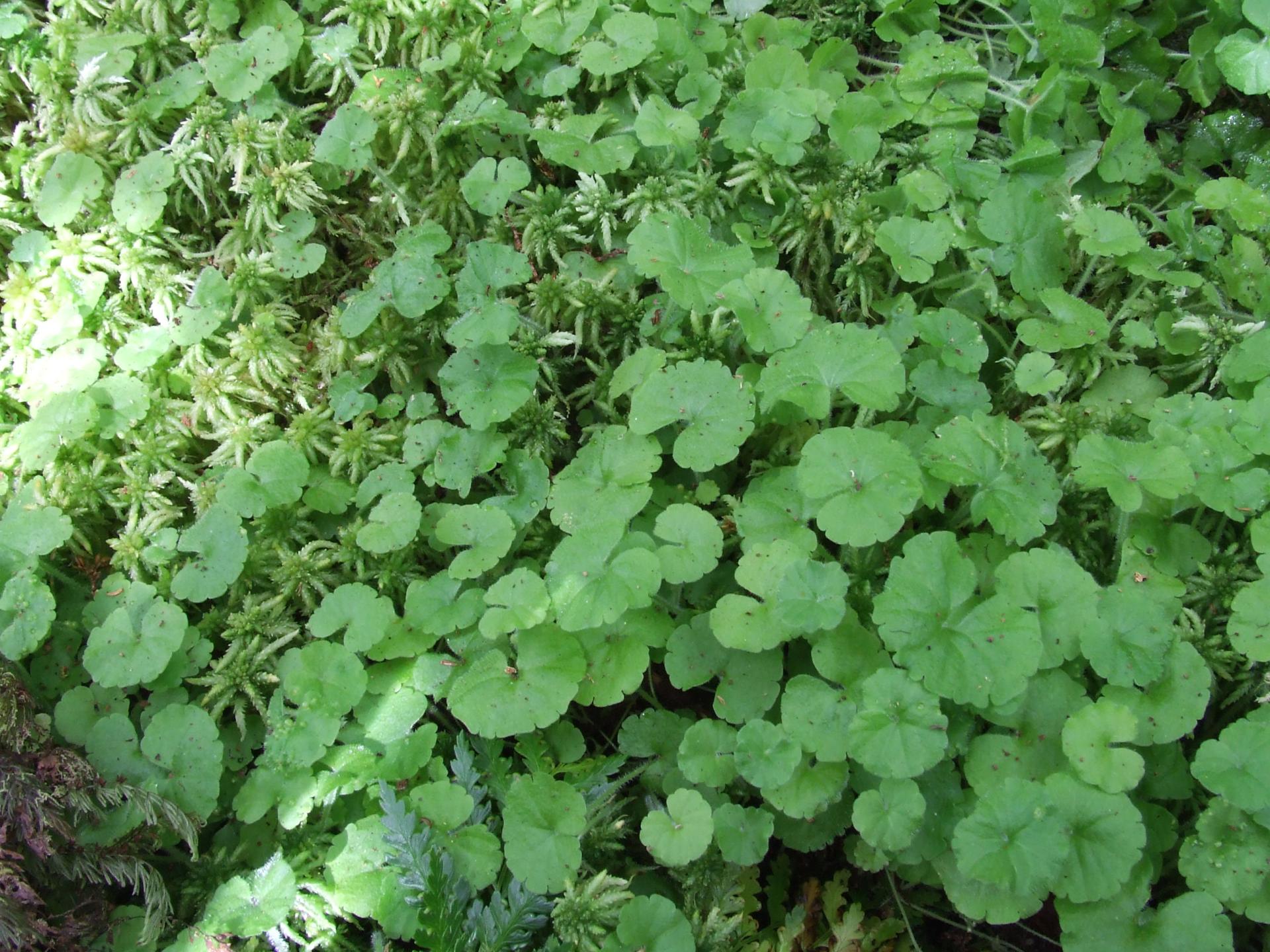 Sibthorpia europaea L. | Azorean Biodiversity Portal