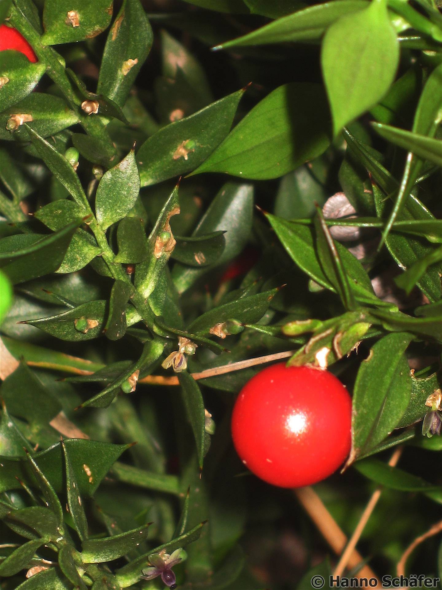 Ruscus aculeatus L. | Azorean Biodiversity Portal