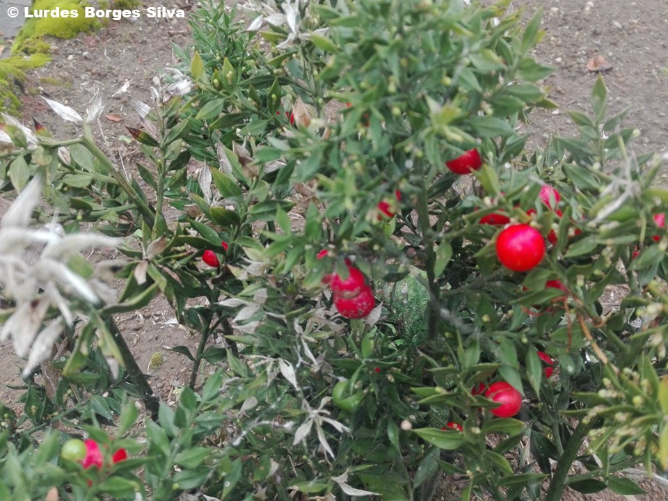 Ruscus aculeatus L. | Azorean Biodiversity Portal