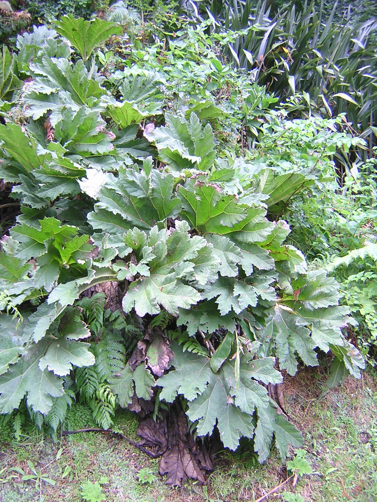 Gunnera tinctoria (Molina) Mirb. | Azorean Biodiversity Portal
