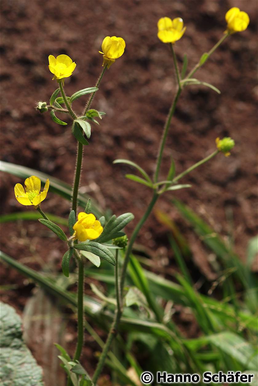 Ranunculus neapolitanus Ten. | Azorean Biodiversity Portal