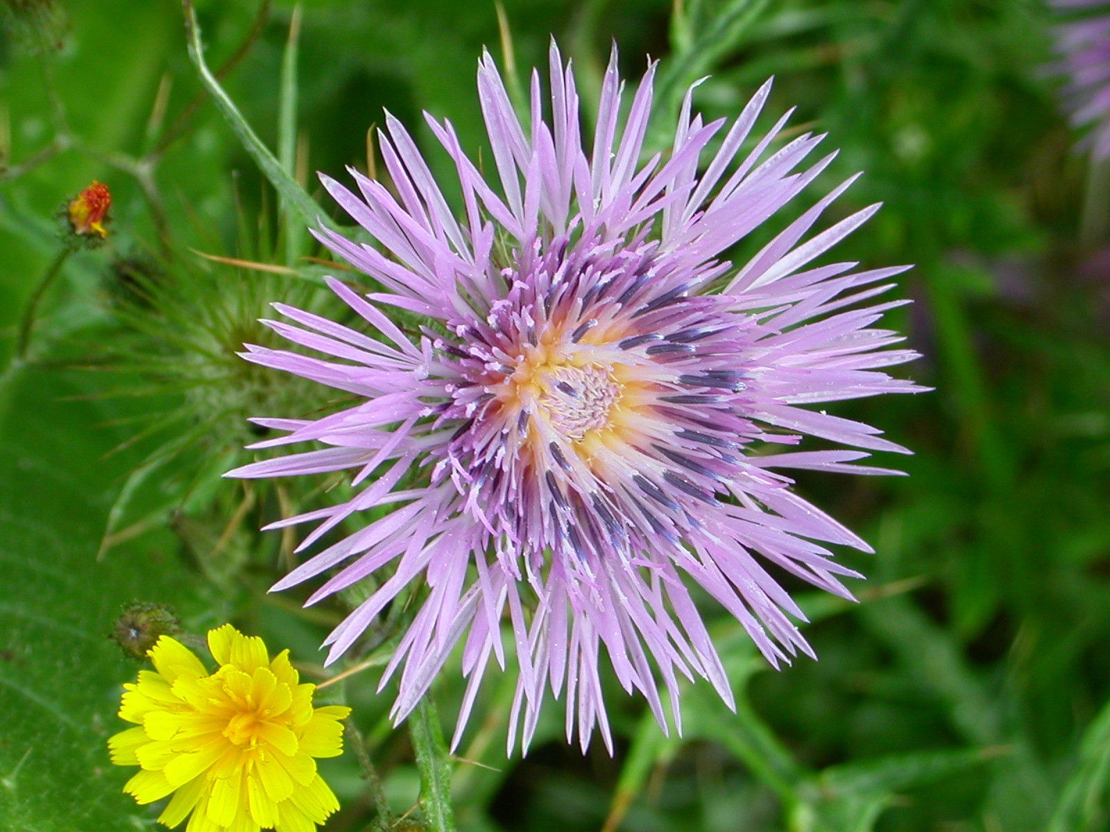 Galactites tomentosa Moench | Azorean Biodiversity Portal