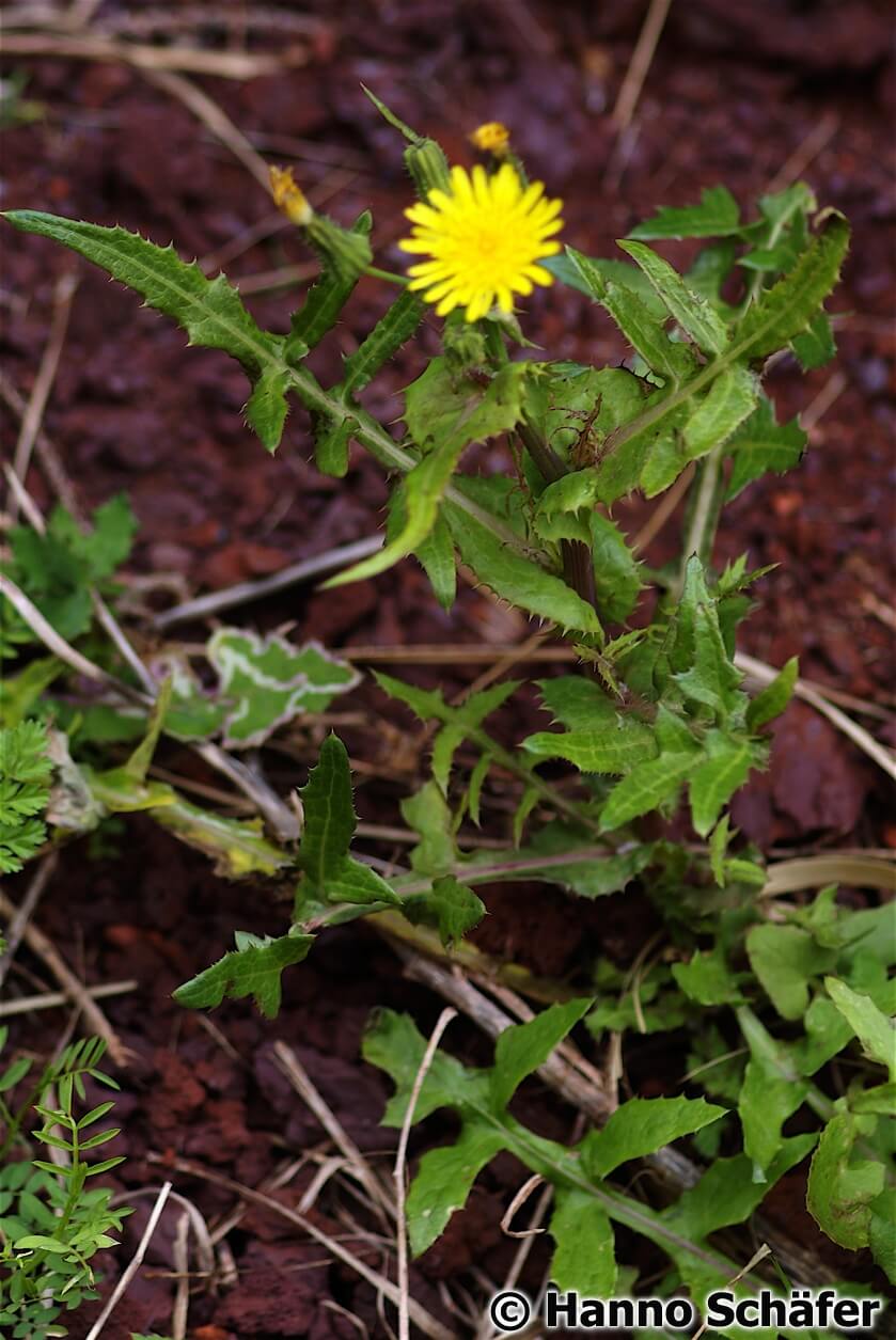 Sonchus tenerrimus L. | Azorean Biodiversity Portal
