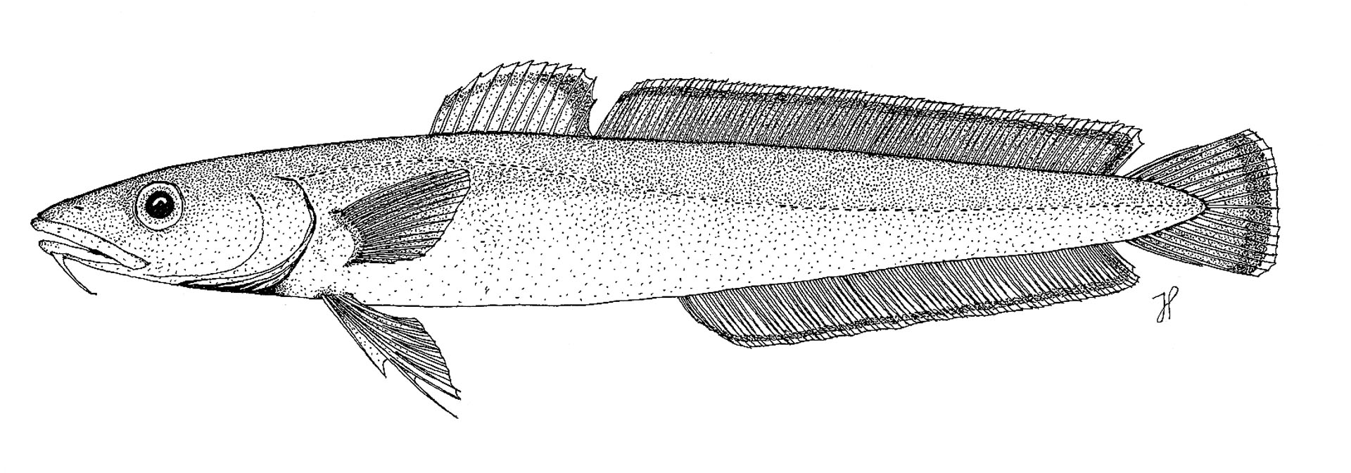 Molva macrophthalma (Rafinesque, 1810) | Azorean Biodiversity Portal