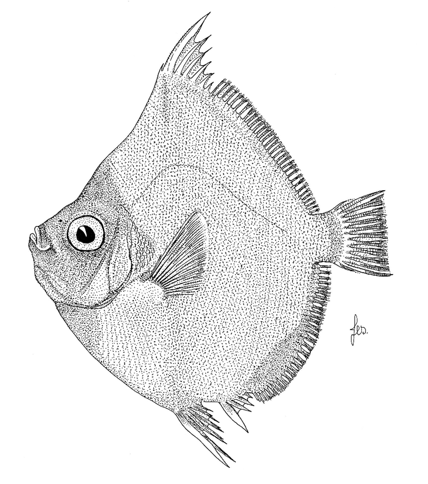 Antigonia capros Lowe, 1843 | Azorean Biodiversity Portal