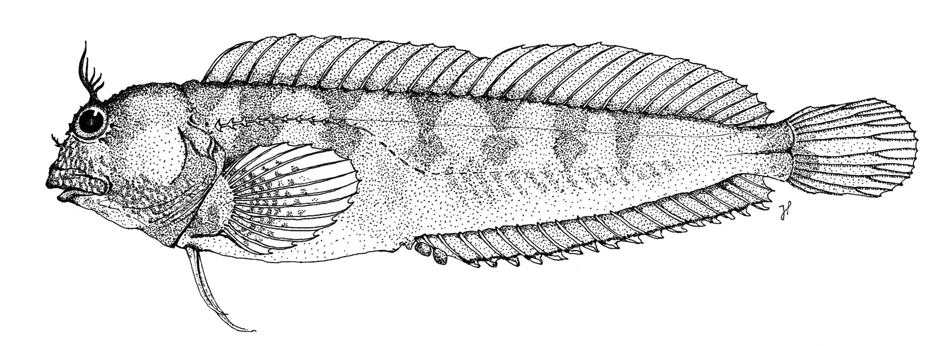 Parablennius incognitus (Bath, 1968) | Azorean Biodiversity Portal