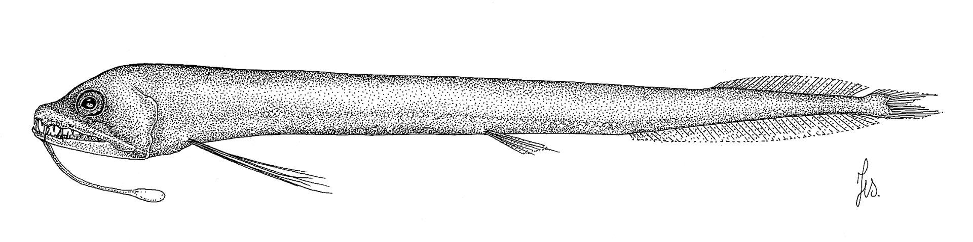 Eustomias macrurus Regan & Trewavas, 1930 | Azorean Biodiversity Portal