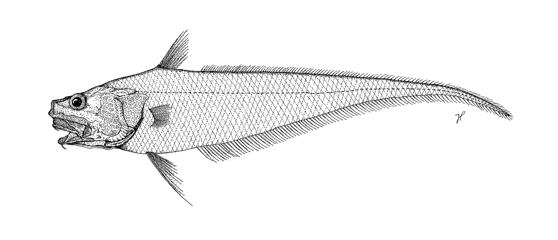 Coryphaenoides leptolepis Günther, 1877 | Azorean Biodiversity Portal