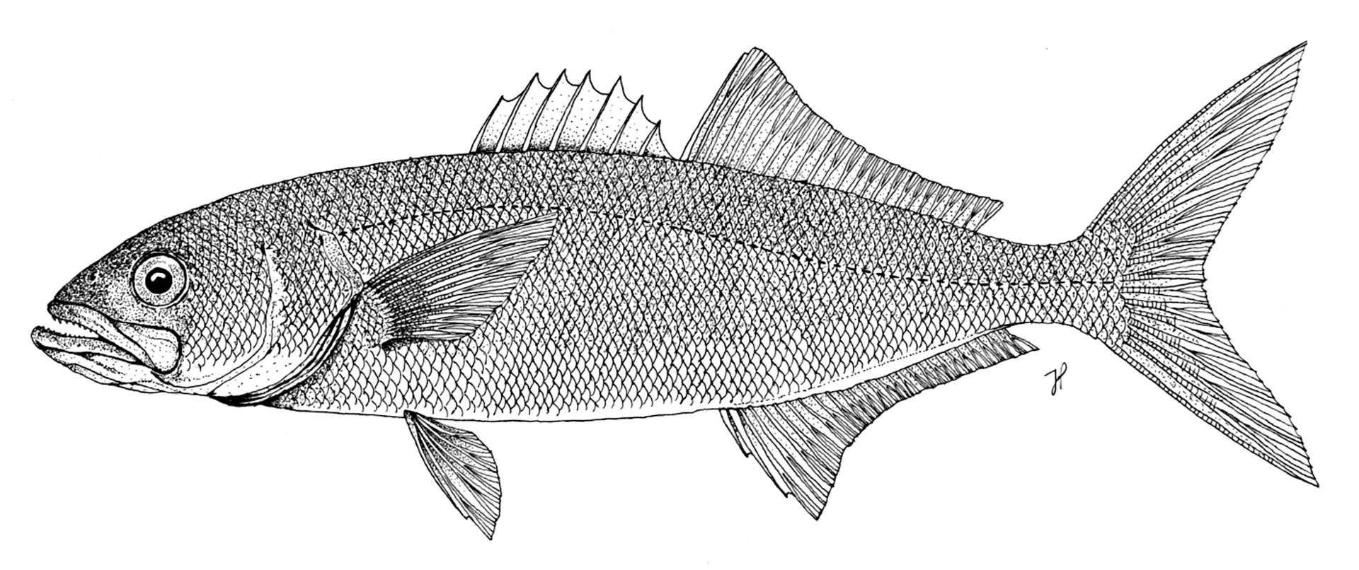 Pomatomus saltatrix (Linnaeus, 1766) | Azorean Biodiversity Portal