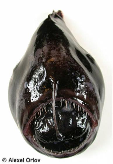 Melanocetus johnsoni Günther, 1864 | Azorean Biodiversity Portal