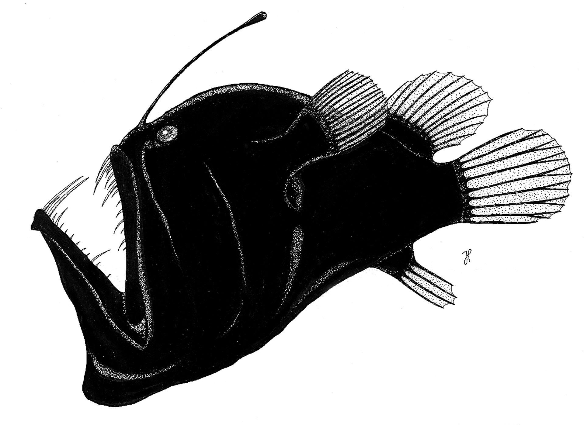 Melanocetus johnsoni Günther, 1864 | Azorean Biodiversity Portal