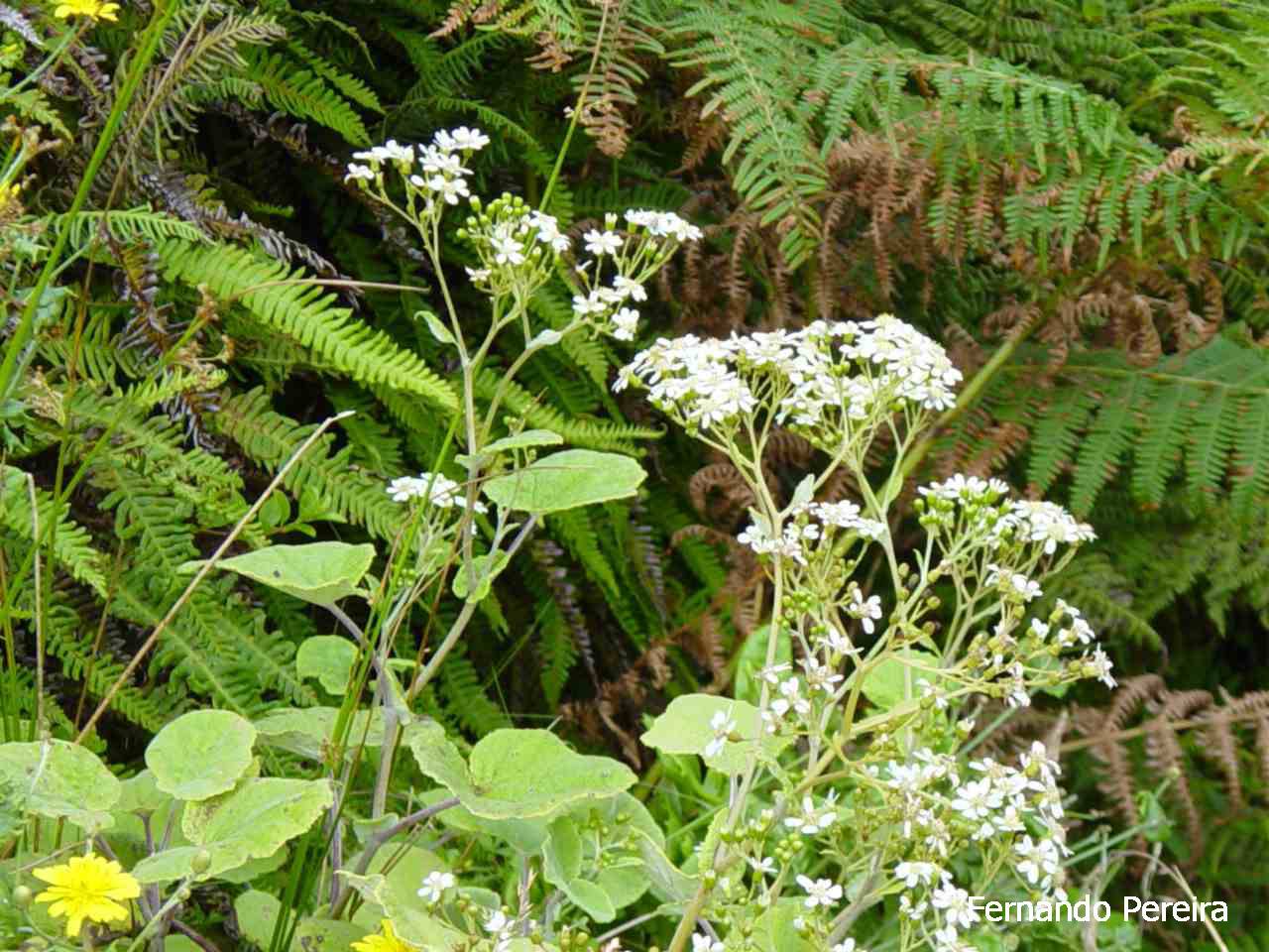 Pericallis malvifolia (L’Hér.) B.Nord. | Azorean Biodiversity Portal