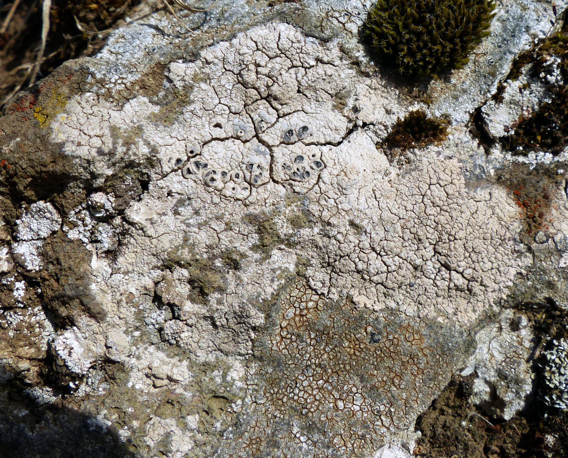 Diploschistes scruposus (Schreb.) Norman, 1853 | Azorean Biodiversity ...