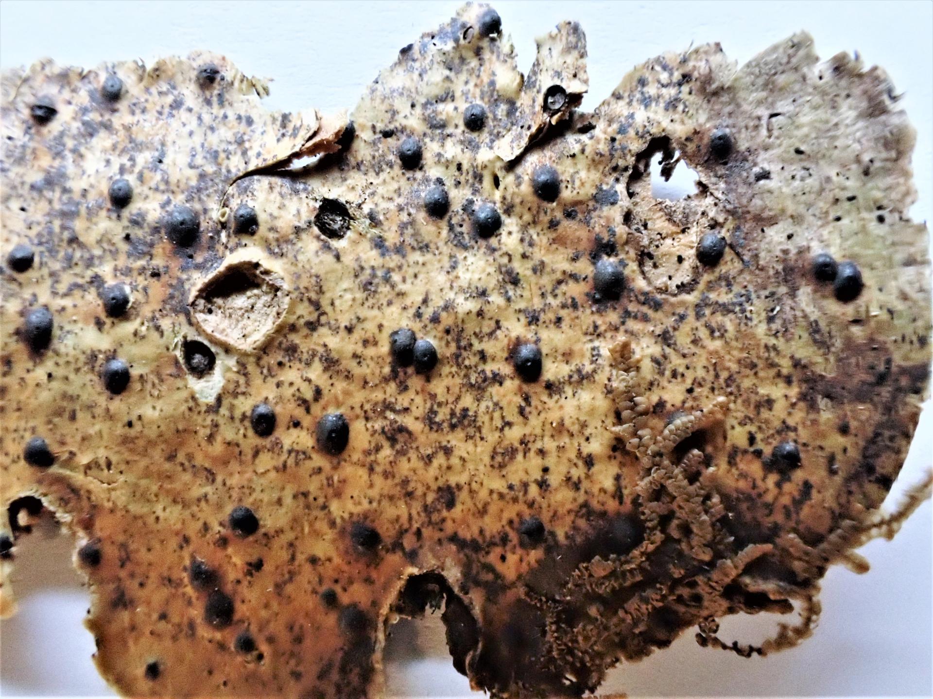 Pyrenula acutispora Kalb & Hafellner | Azorean Biodiversity Portal