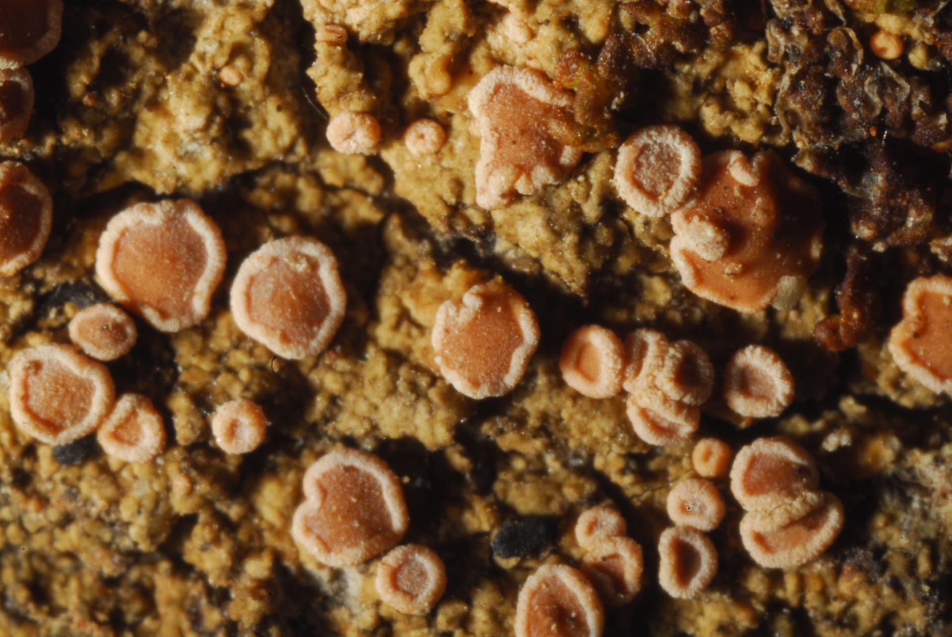 Bacidia rosella (Pers.) De Not. | Azorean Biodiversity Portal