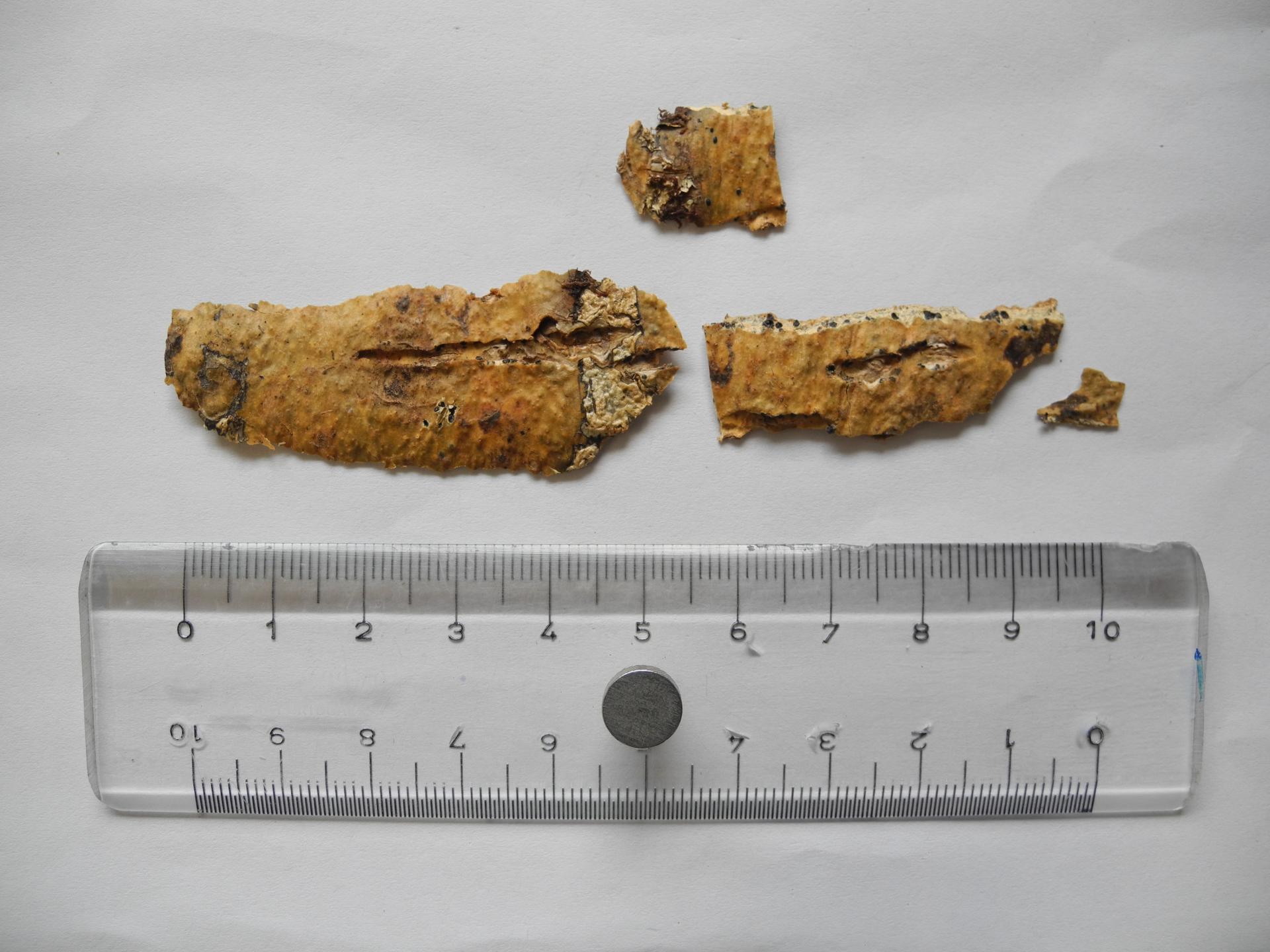 Pyrenula nitida (Weigel) Ach. | Azorean Biodiversity Portal