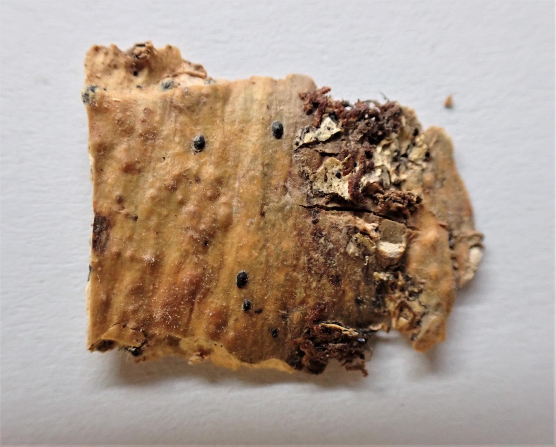 Pyrenula nitida (Weigel) Ach. | Azorean Biodiversity Portal