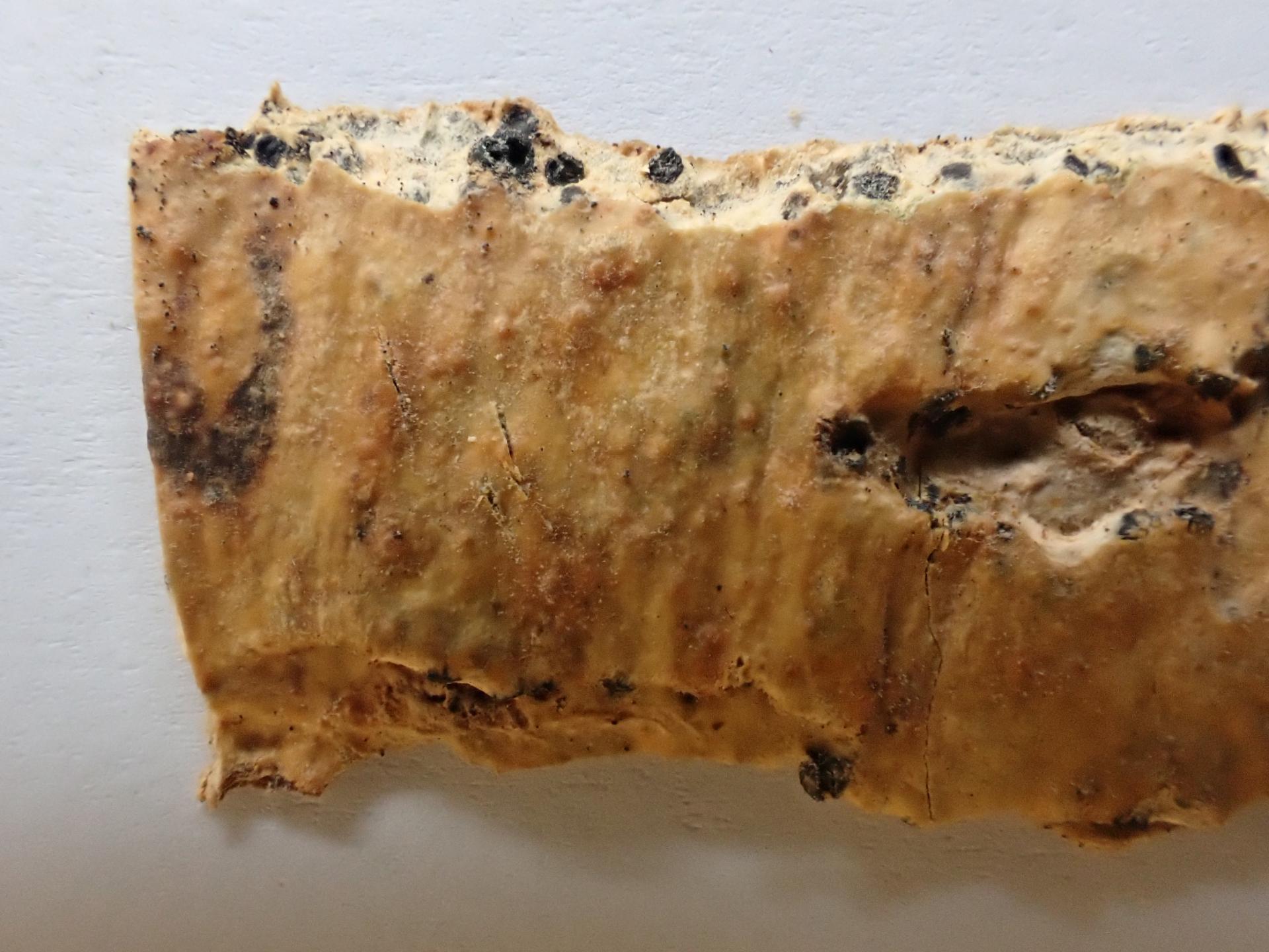 Pyrenula nitida (Weigel) Ach. | Azorean Biodiversity Portal