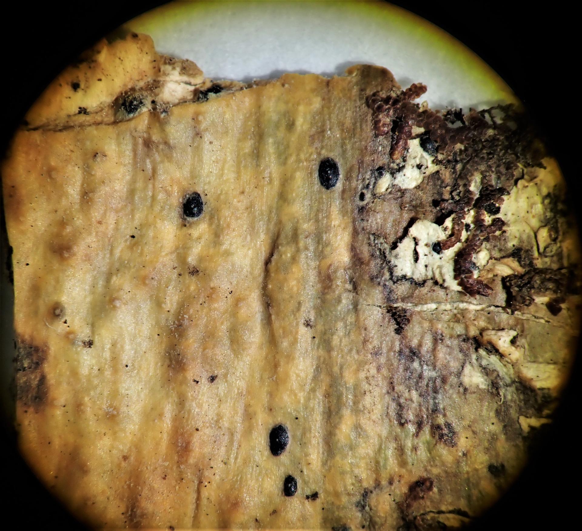 Pyrenula nitida (Weigel) Ach. | Azorean Biodiversity Portal