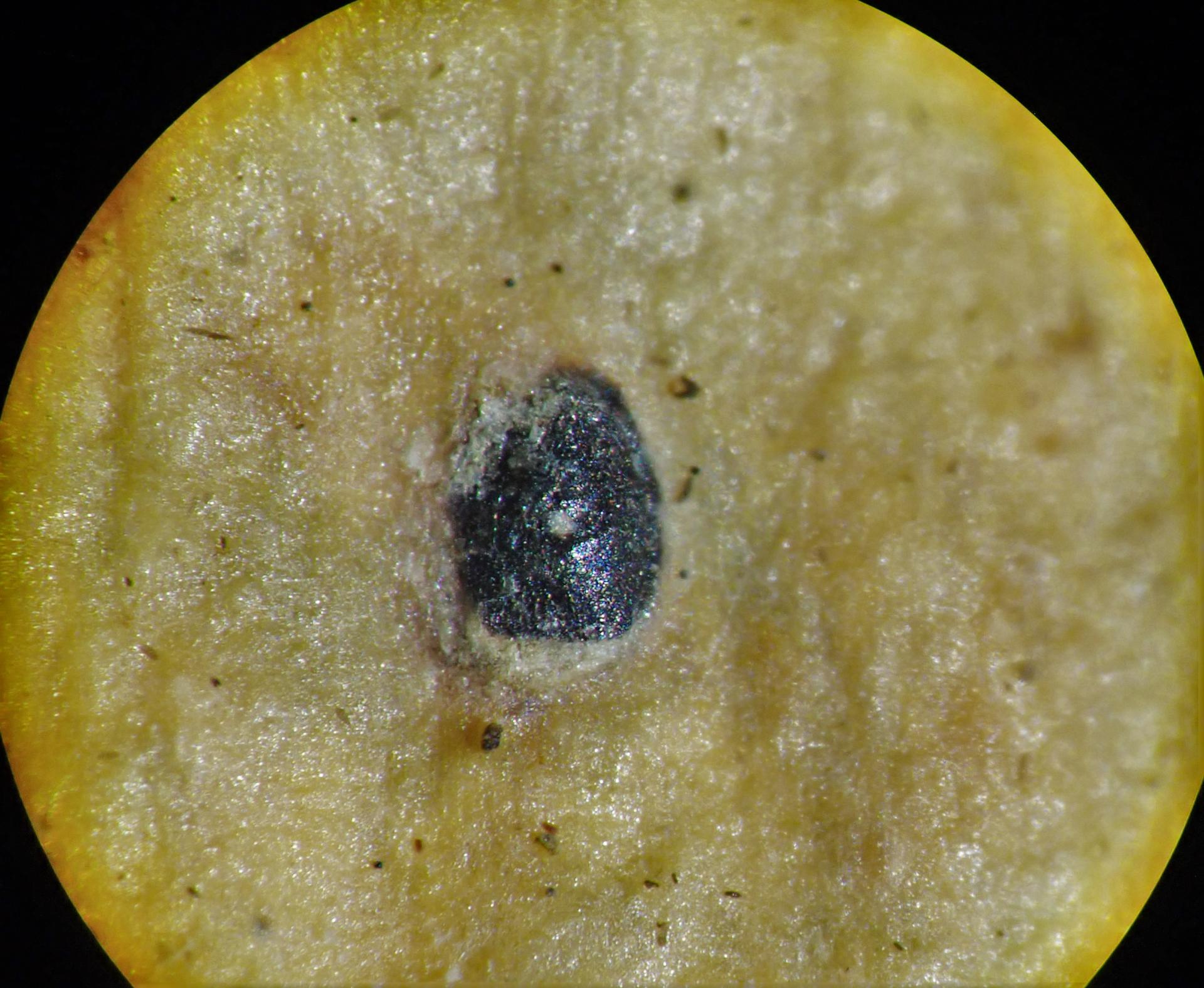 Pyrenula nitida (Weigel) Ach. | Azorean Biodiversity Portal