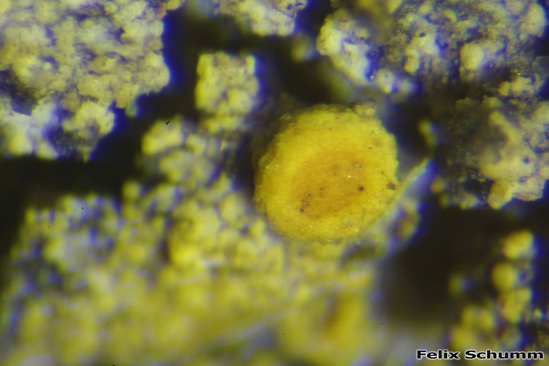 Flavoplaca citrina (Hoffmann) Arup, Frödén & Søchting, 2013 | Azorean ...