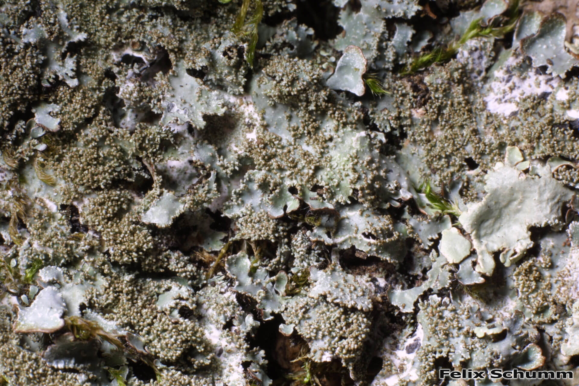 Parmelia saxatilis (L.) Ach. | Azorean Biodiversity Portal